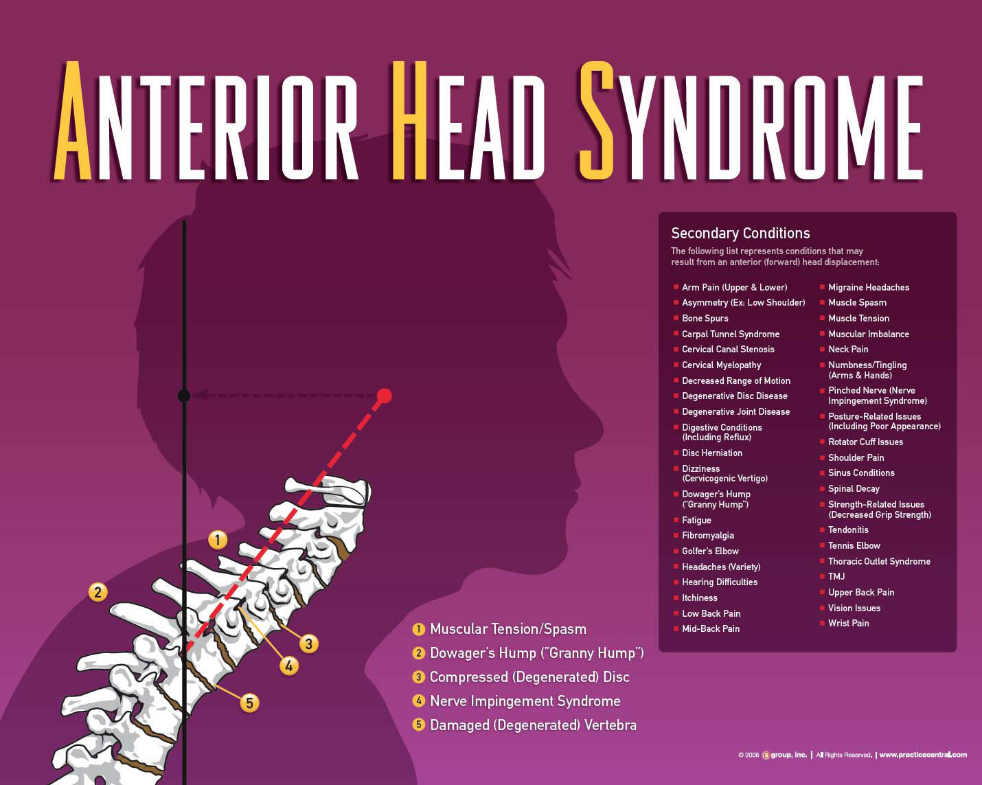 Pijn aan schaambot | IN SYNERGY Kinetische chiropractiepraktijk